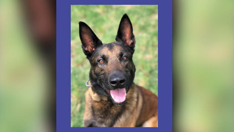 Austin police patrol K9 dies less than two weeks before scheduled ...