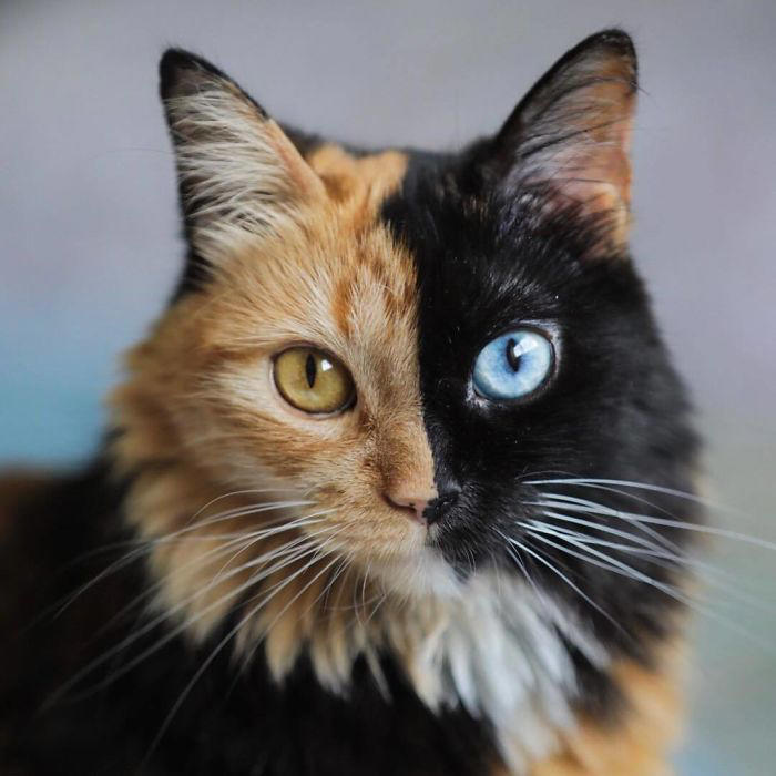 30 pics showcase how unique this two-faced cat called Quimera is