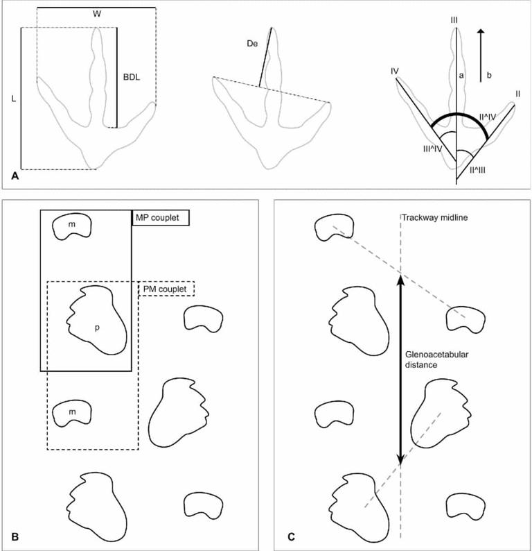Researchers discover the largest dinosaur footprints ever found, big ...