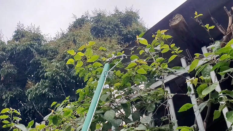 How to turn your PVC pipe into a simple DIY tree trimming tool