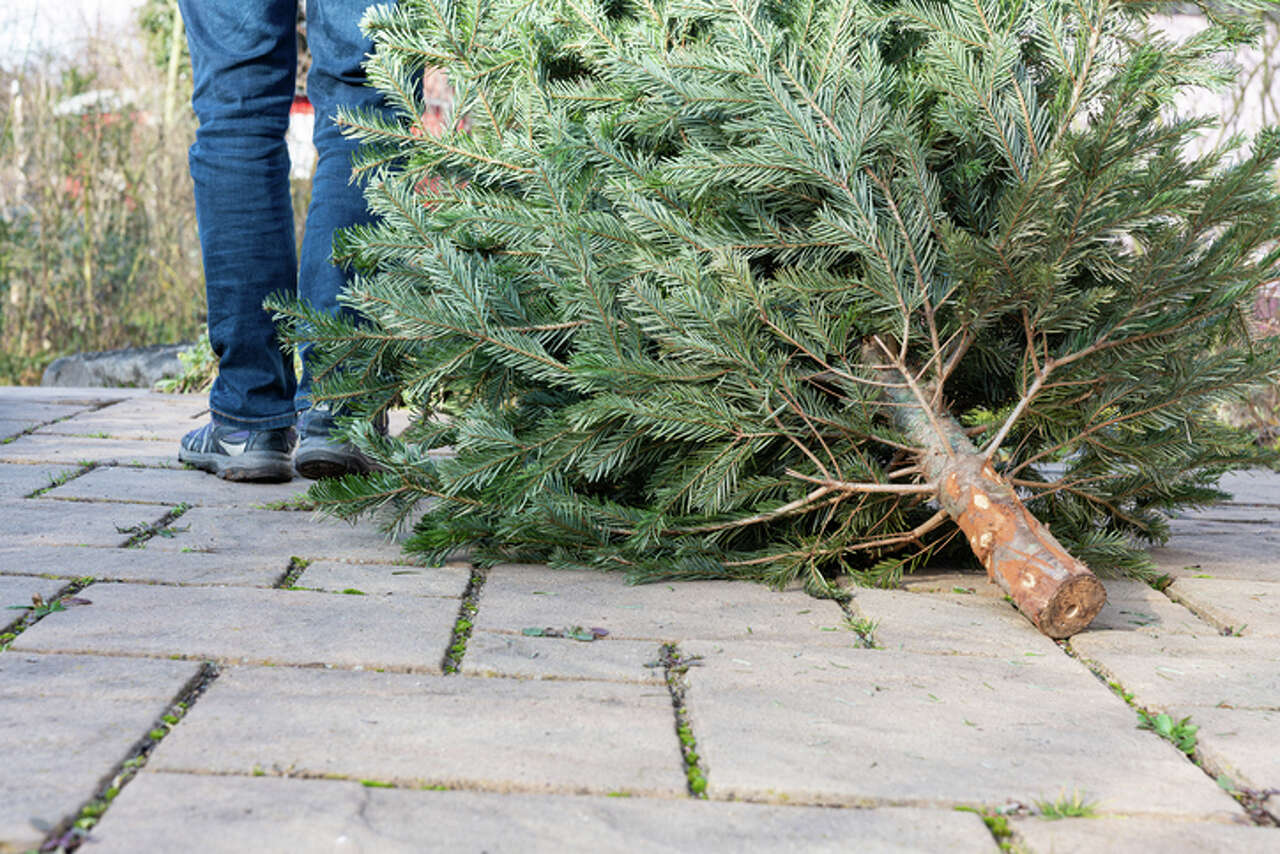 South Jacksonville, Jacksonville set curbside Christmas tree pickup