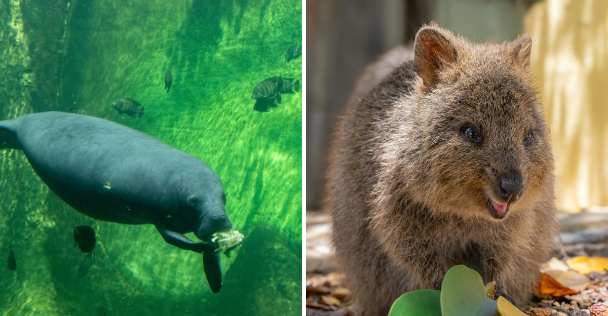 12 wild animals that enjoy playing with humans