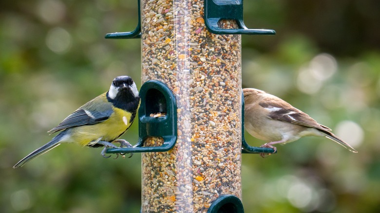 12 best foods & seeds to attract a range of stunning birds to your yard
