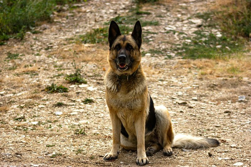 7 dogs that never forget a face and 6 that greet strangers like old friends