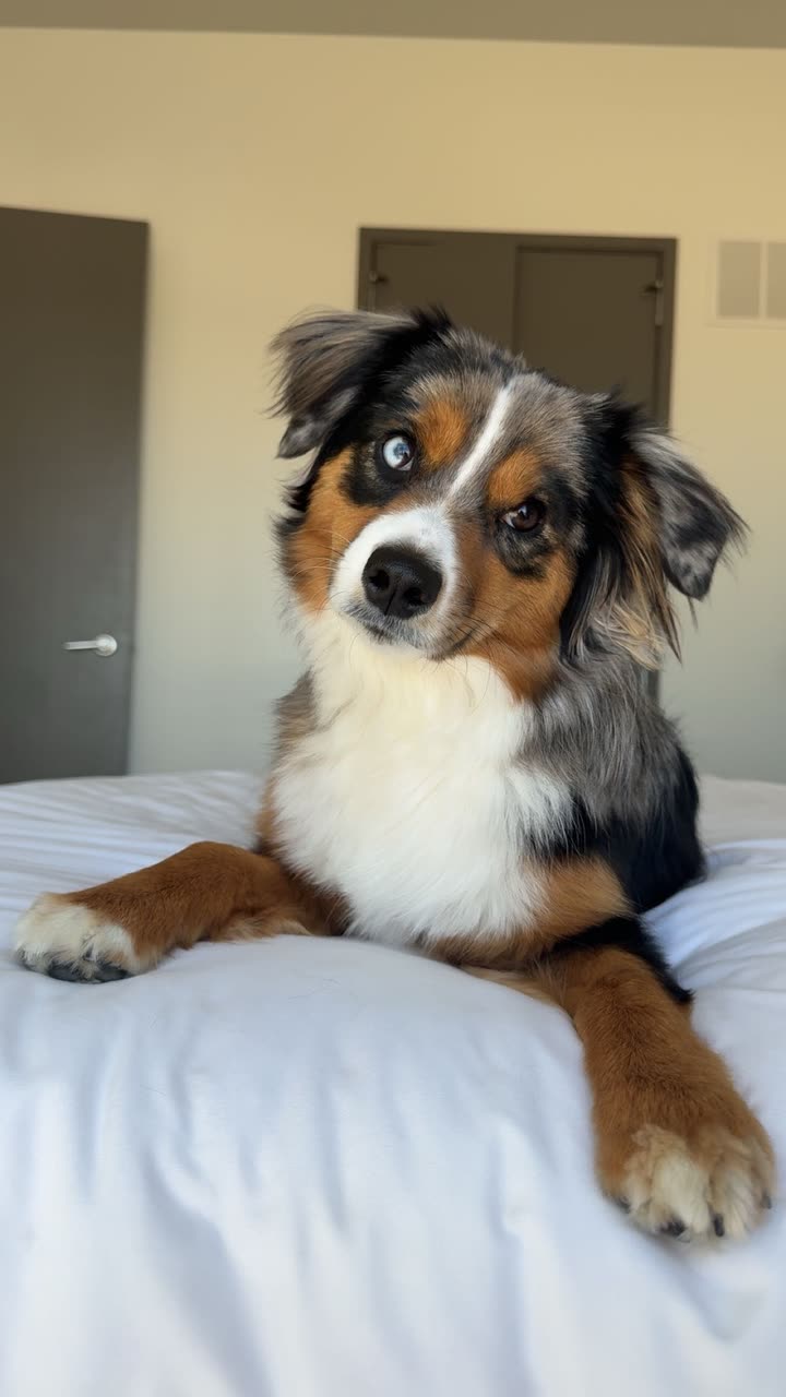 Never stand in between a dog and his pup cup