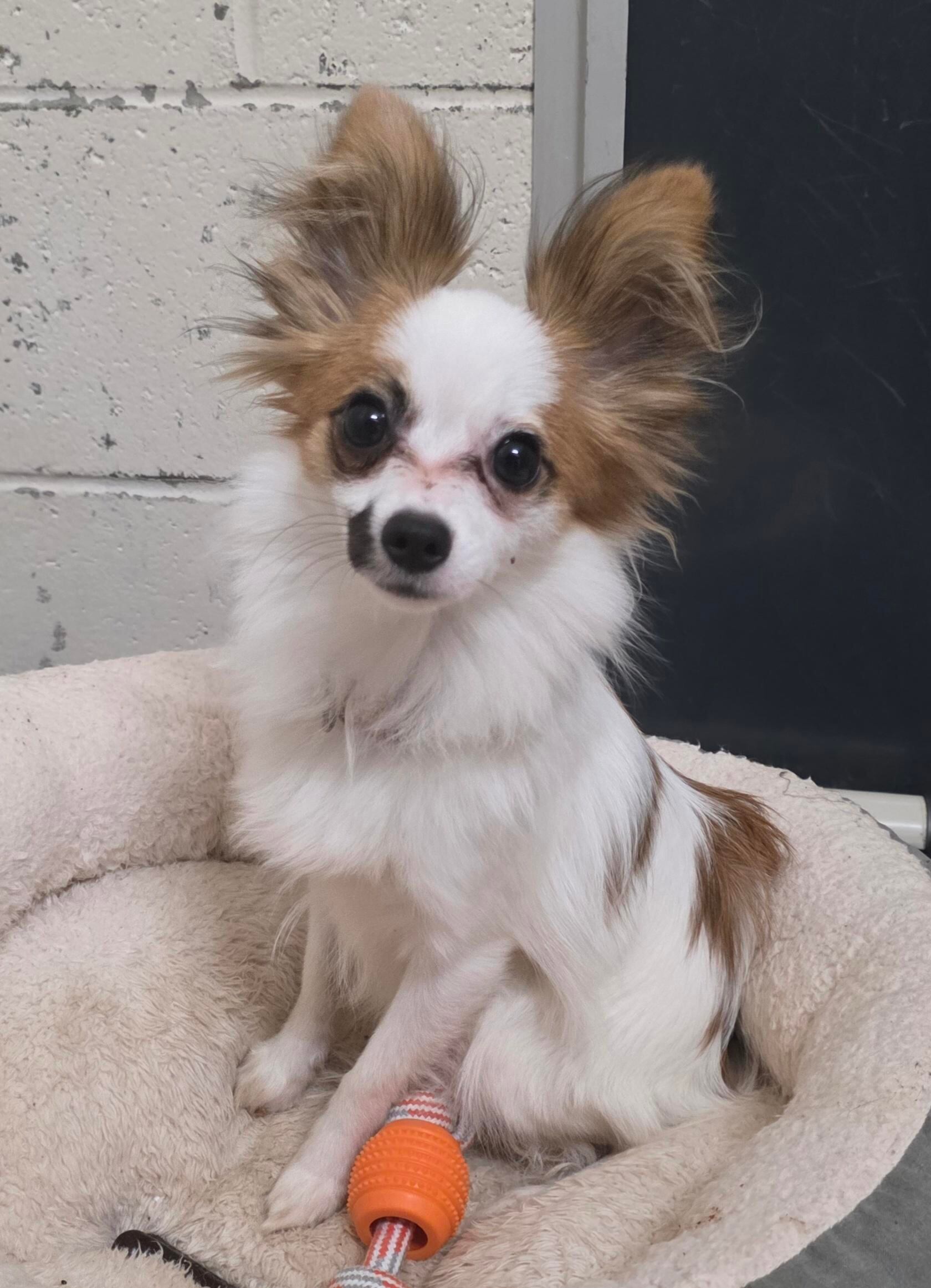 Pet of the week: Meet Versace!