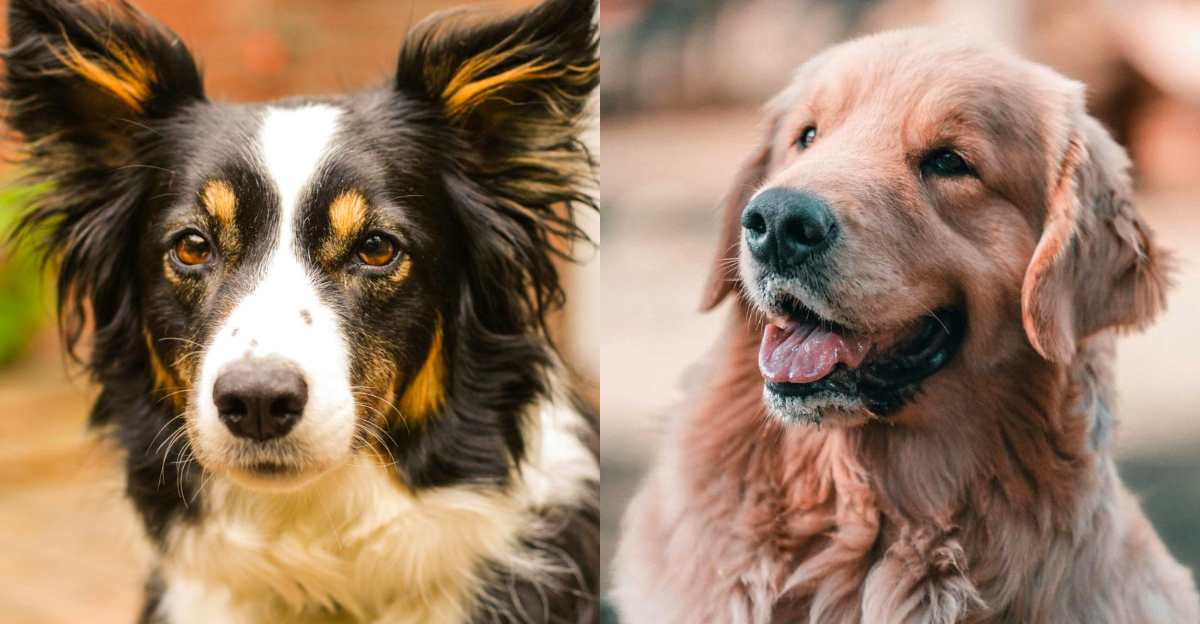 7 dogs that never forget a face and 6 that greet strangers like old friends