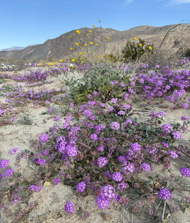 With rain, early blooms, this SoCal desert escape is already blanketed ...