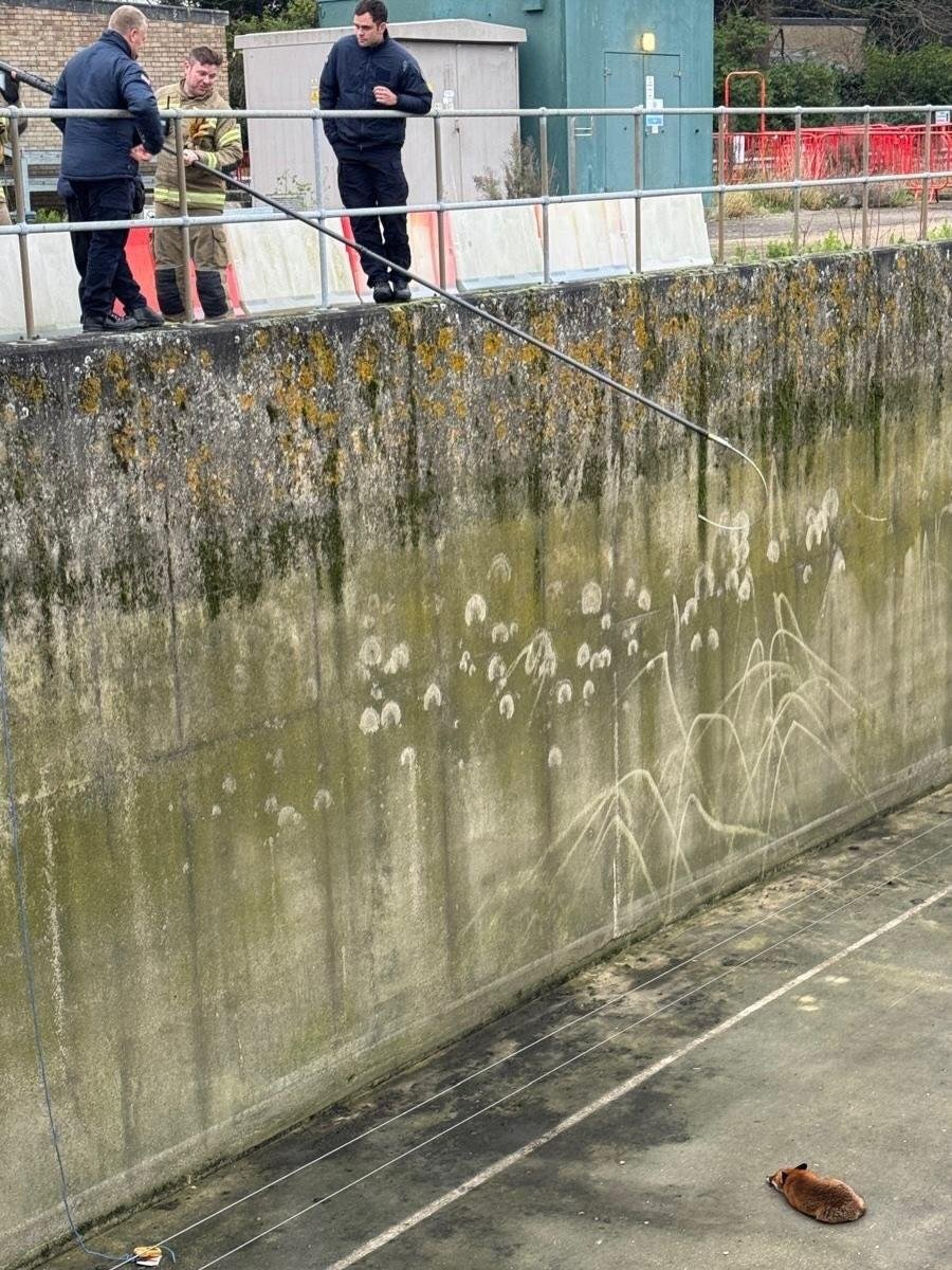 Fox rescued from 25-foot tank at water treatment plant