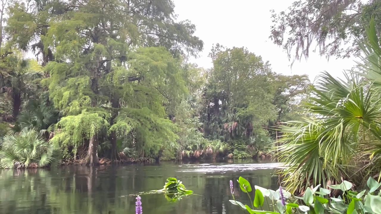 Macaques belly flop into Silver River