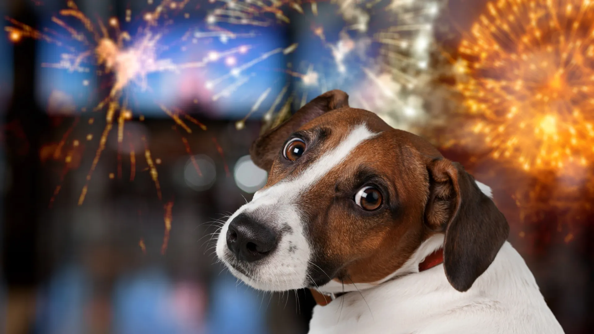 Como manter os animais em segurança durante o fogo de artifício? 4 dicas