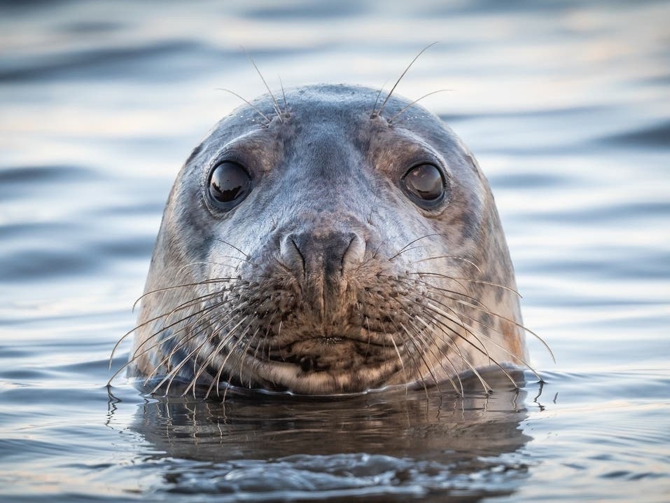 Register for seal-watching walks on Sandy Hook, plus a New Year's Day hike