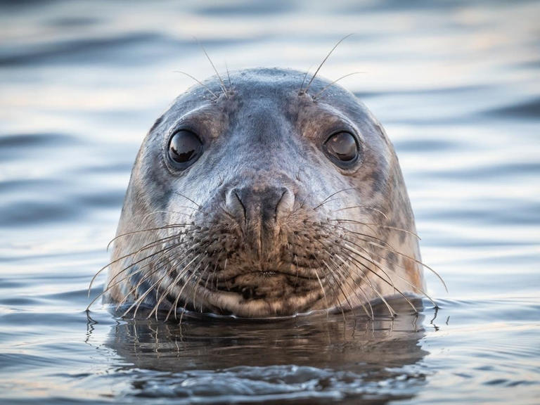 Register for seal-watching walks on Sandy Hook, plus a New Year's Day hike