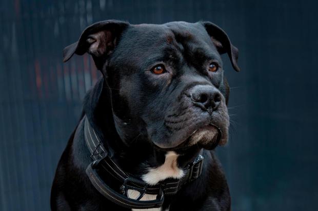 Man hospitalised by Staffordshire bull terrier in dangerous dog attack