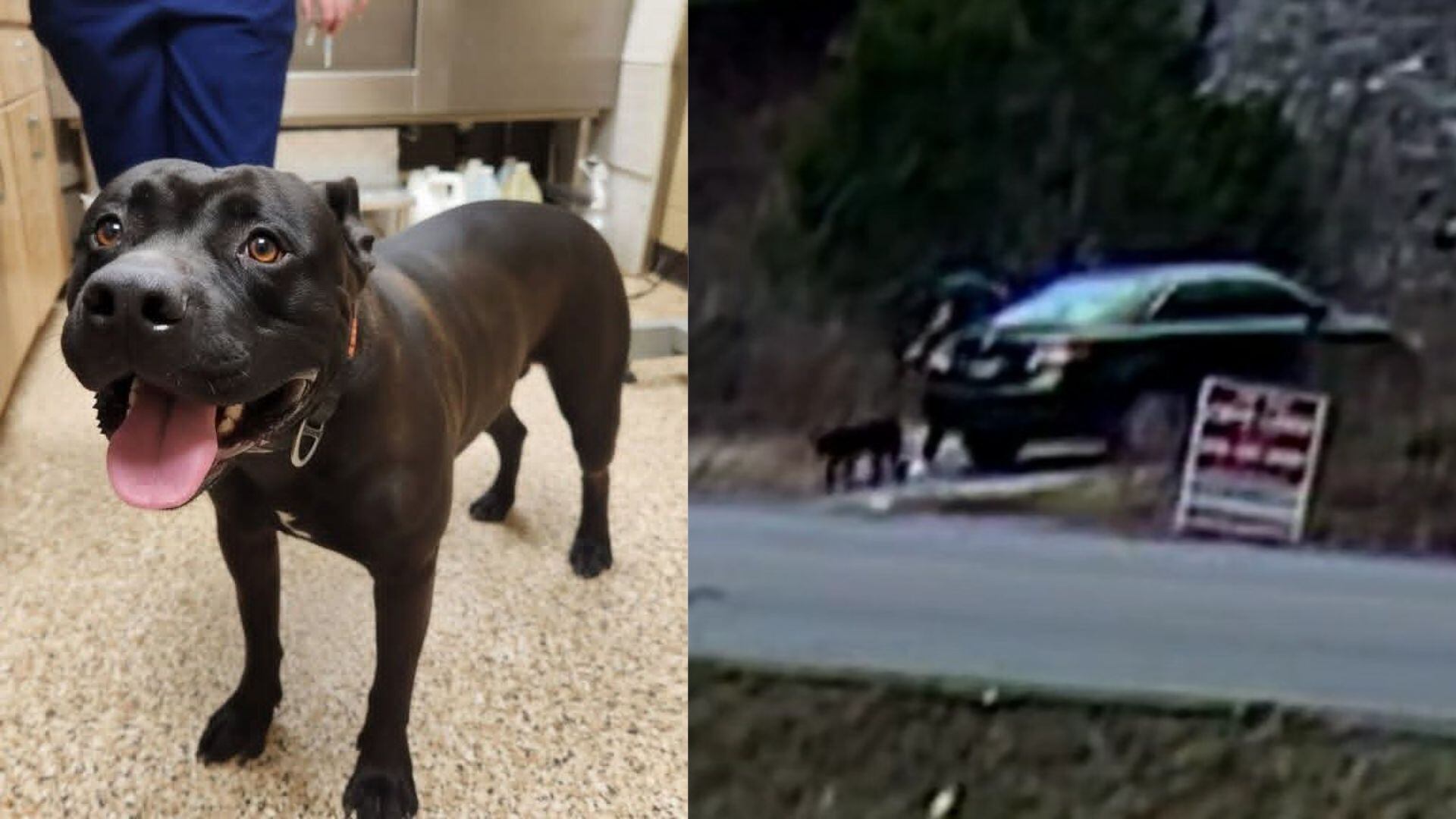 Video: Suspects wanted for abandoning dog day after Christmas in Wilson ...