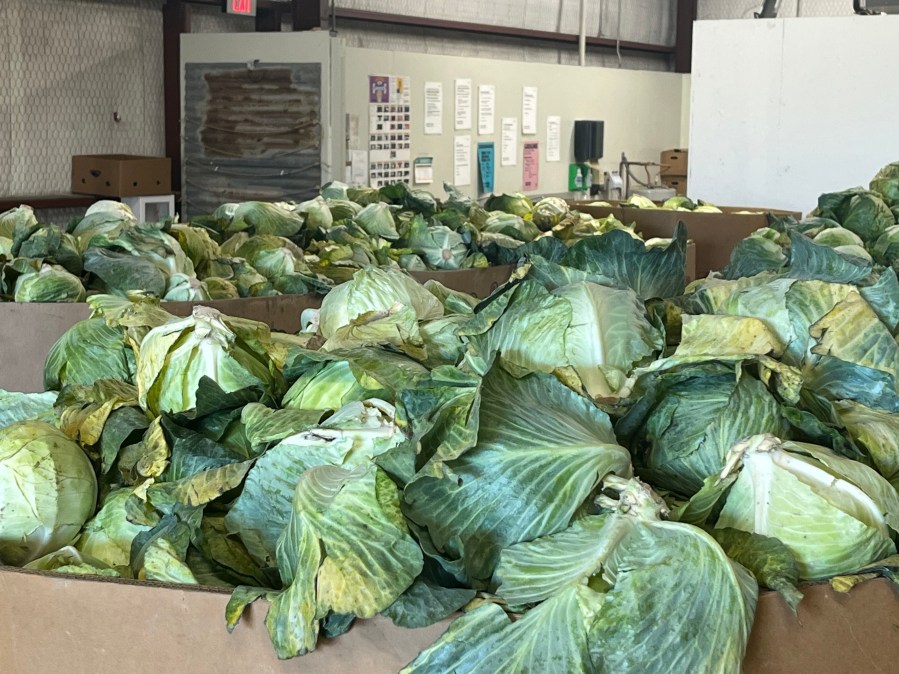 Local food bank seeks to give out over 21 tons of cabbage