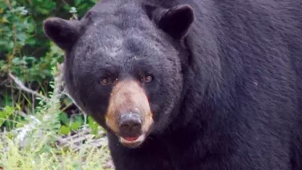 FWC: 52 bears harvested during Florida's black bear hunt
