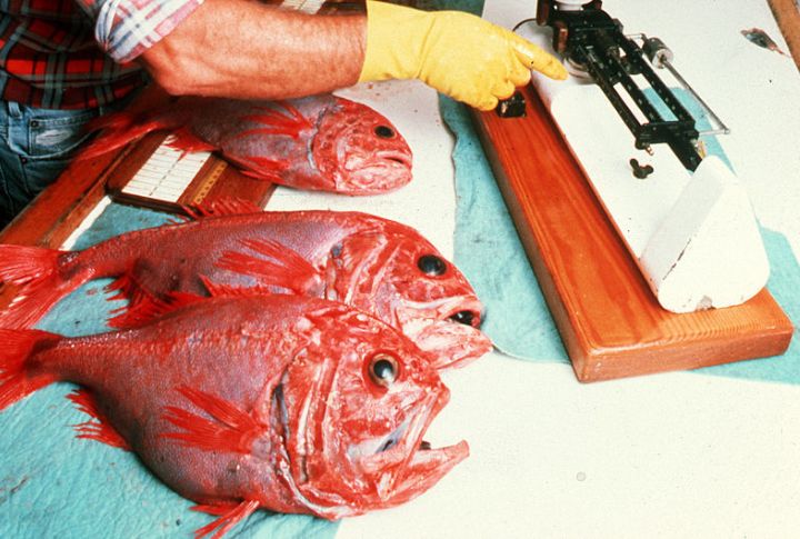 5 healthy fish to eat and 5 to choose with caution