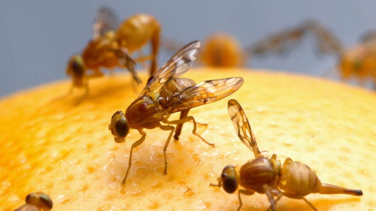 Persistent pest causing problems for Texas citrus, USDA warns