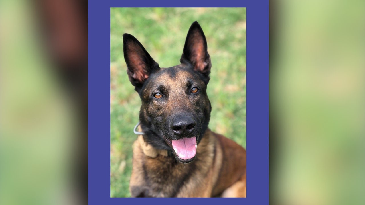 Austin police patrol K9 dies less than two weeks before scheduled ...