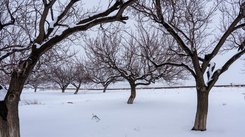 How do apricot trees fare in cold climates?