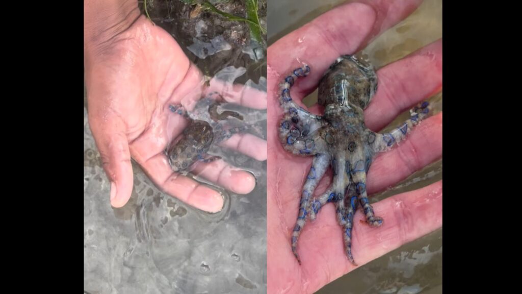 Journalist's 'brush with death' after handling octopus 1,000 times more ...