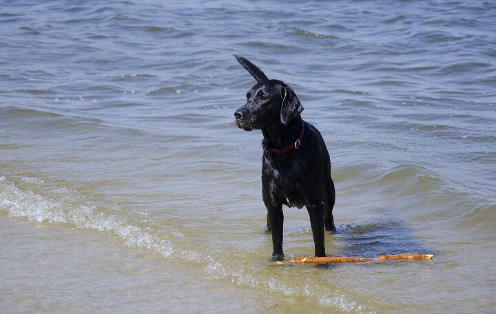 Caught in rip tide, dog paddling black Labrador gets lucky