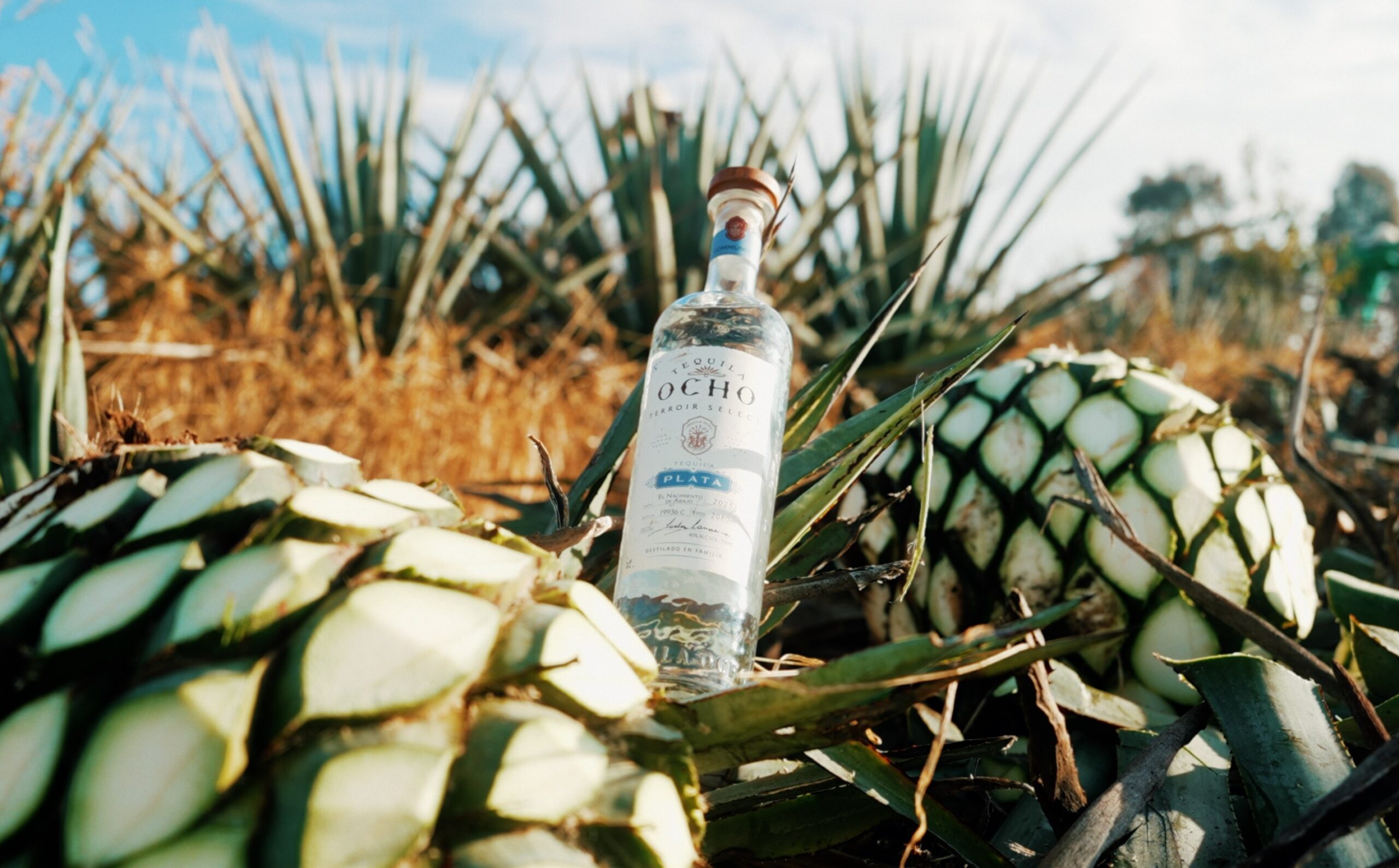 5 tequila trends to look out for in 2026, from lawsuits to unusual yeasts
