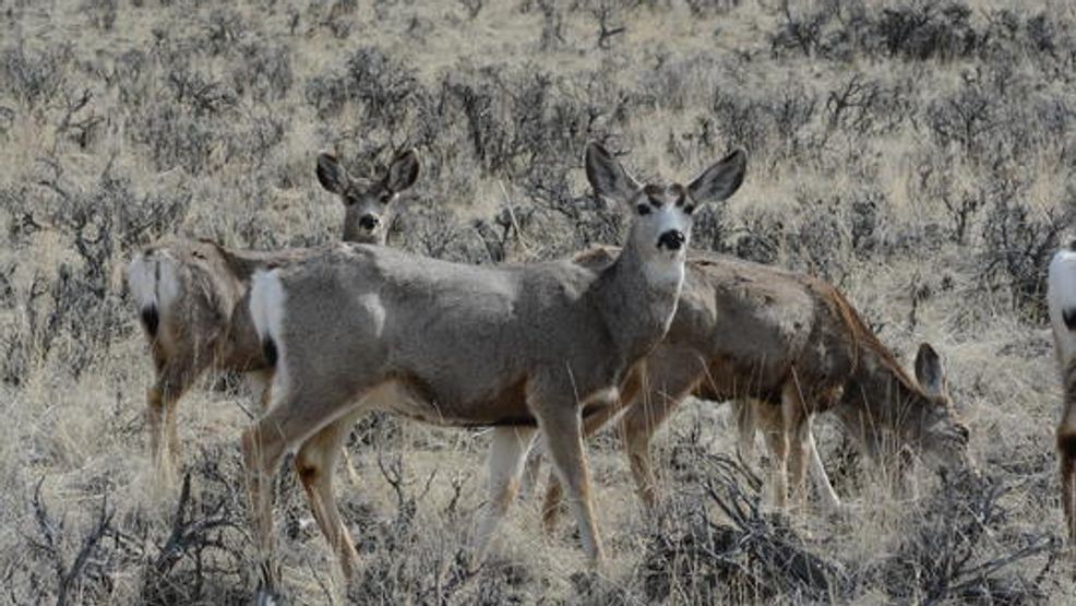 Chronic wasting disease detected in new Idaho hunting unit