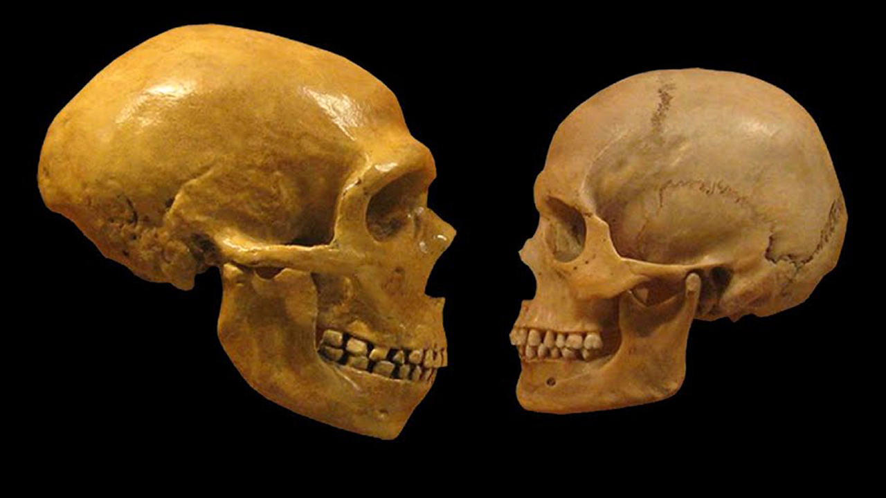 Neanderthal DNA that changes how humans process medicine