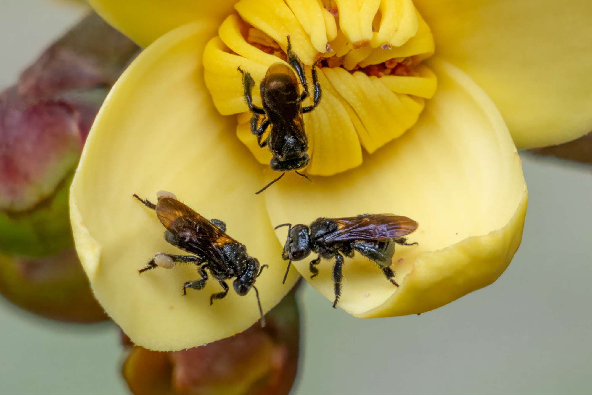 Rare stingless bees in the Amazon become some of the first insects to ...