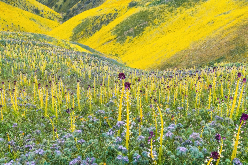 The sound of wildflowers: Photographers' audiobook lets visually ...