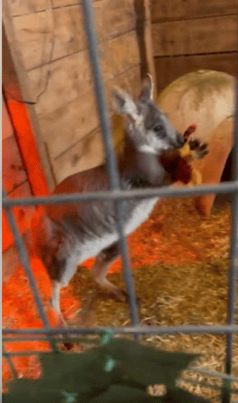 Missing NJ wallaby spotted at Walmart