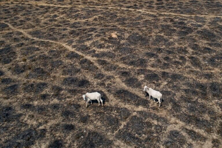 Satellite data show forest loss persists in Brazilian Amazon’s most ...