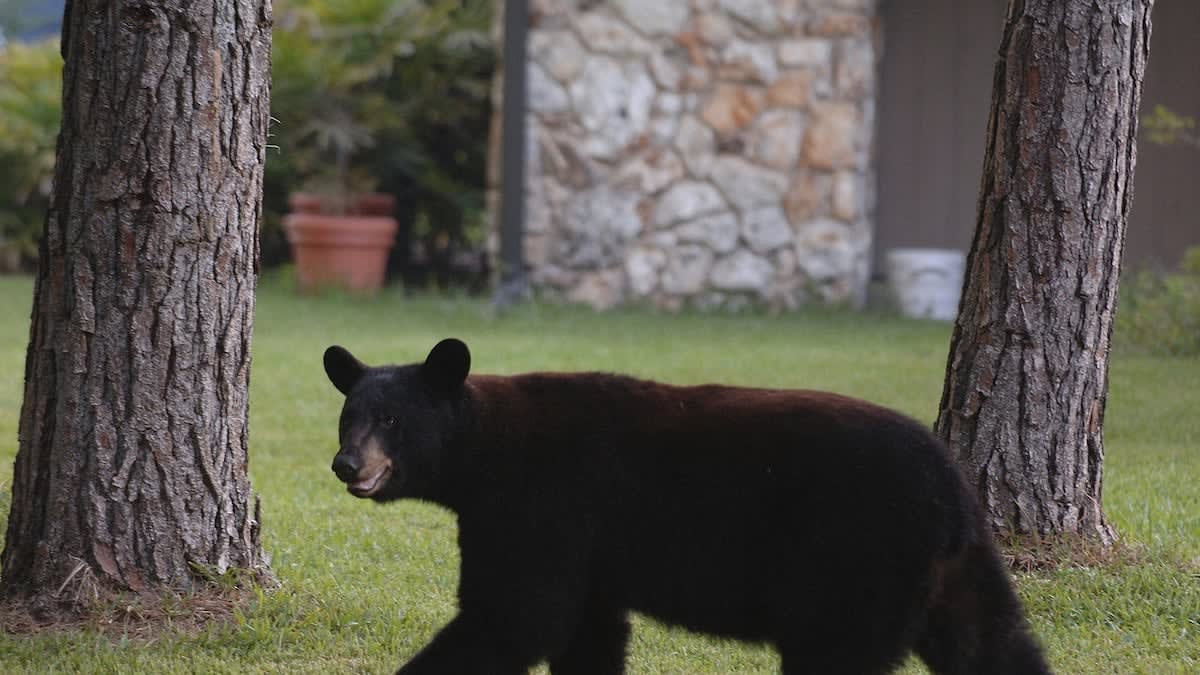Florida’s rare and controversial black bear hunt kills 52