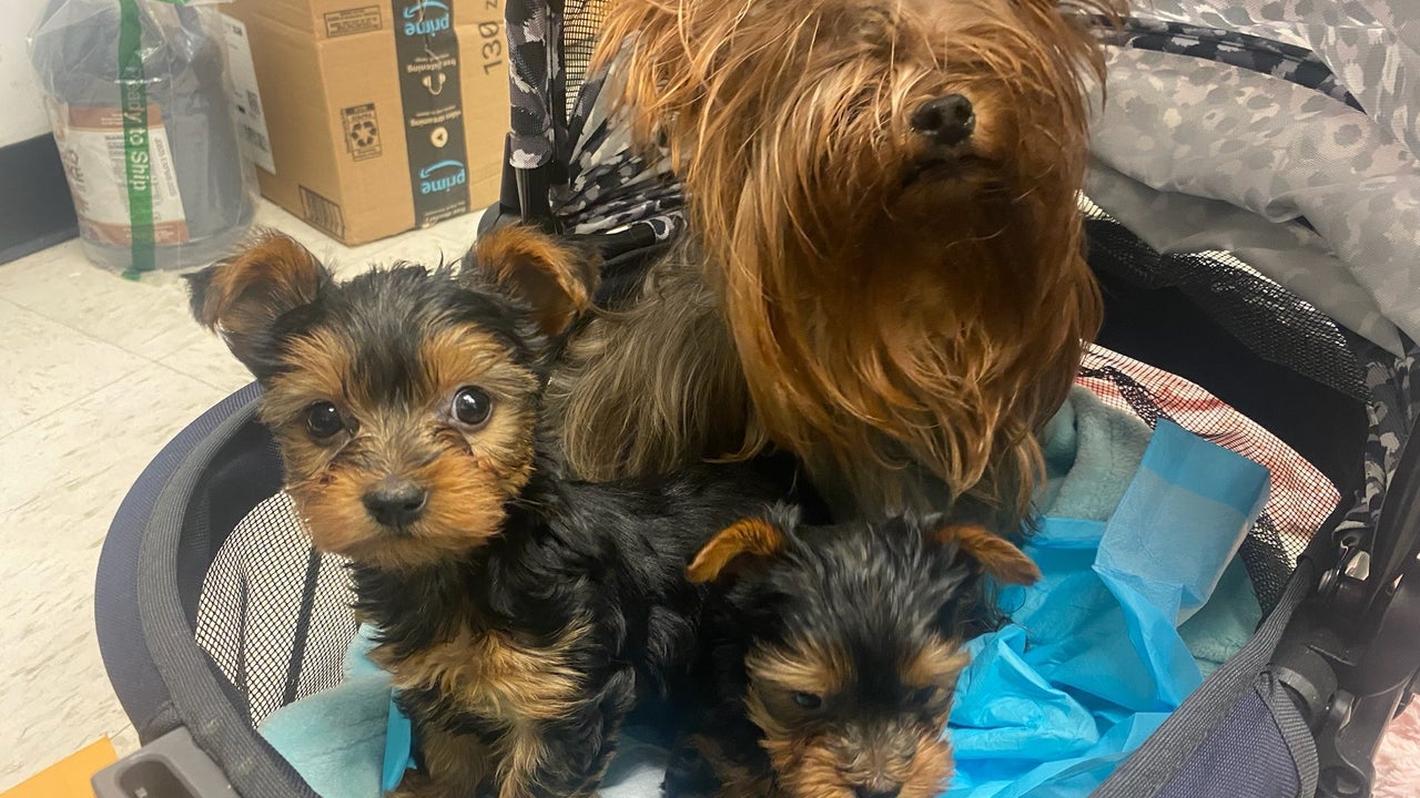 9 Yorkies rescued after owner dies: ACCT Philly