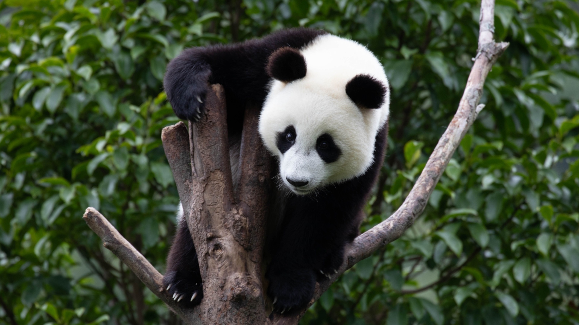 Fascinating facts about pandas everyone should know