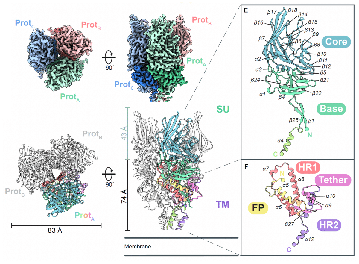 Viral protein found in cancer, lupus, ALS traced to infection from ...