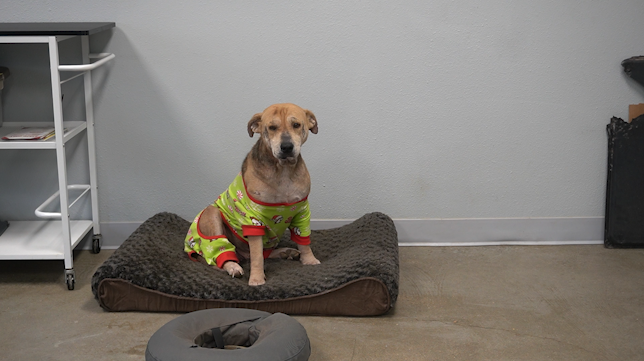 Shimmer’s journey: Street dog heals and searches for home in Marshall