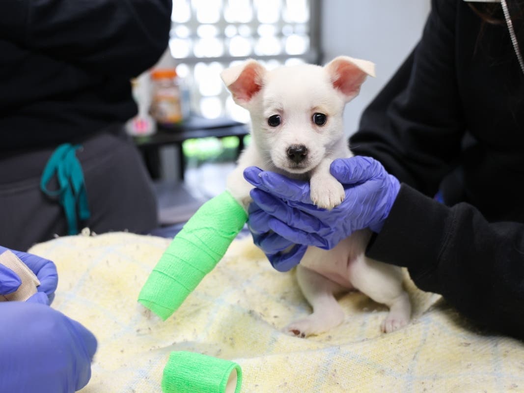 SD Humane Society sponsors 5 new laws to protect animals, boost ...