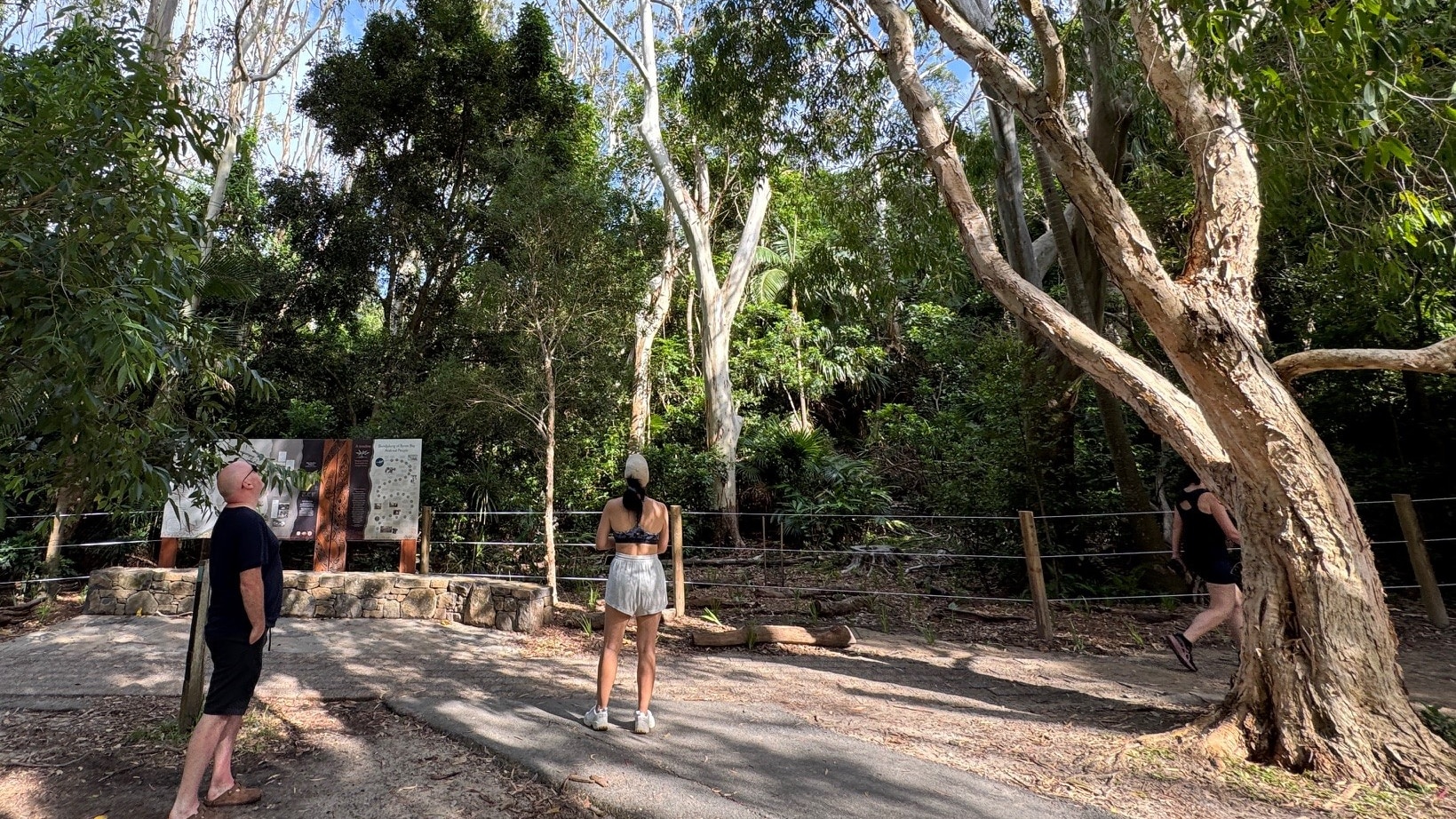 Flocks of tourists dubbed the 'koala paparazzi' putting animals at risk ...