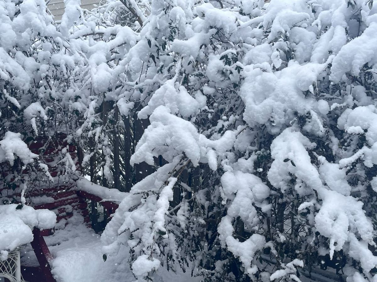 Highest snow totals since 2022 expected as powerful winter storm ...