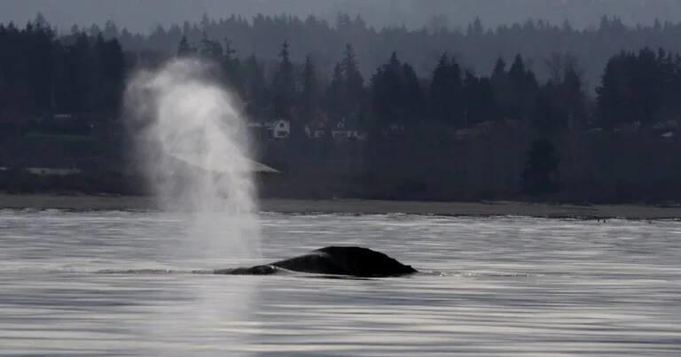 Keep an eye out for migrating gray whales on the coast