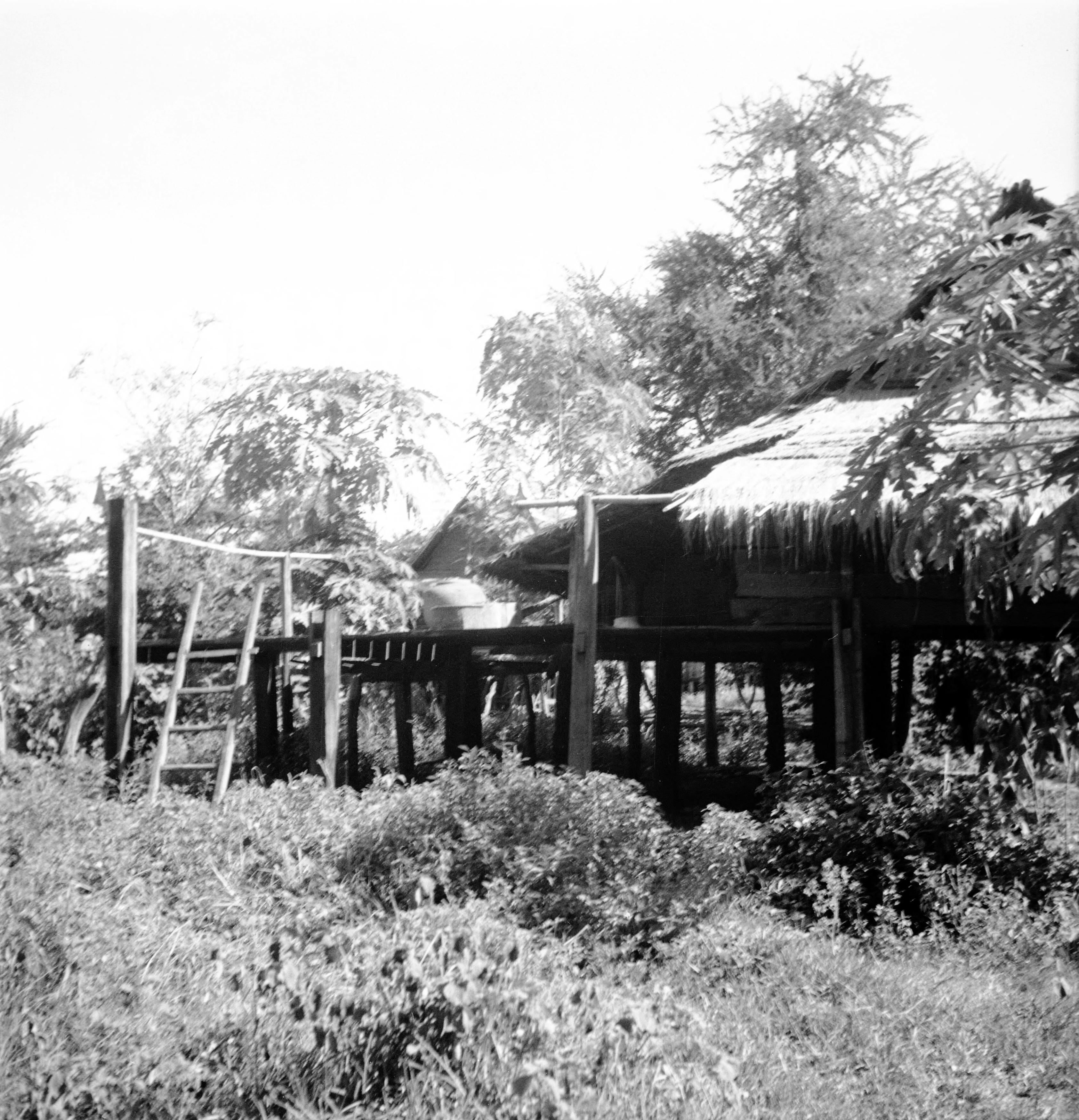 “มะละกอ” พืชต่างถิ่นเข้าสู่ไทยเมื่อใด? ทำไมคนอีสานเรียกว่า “บักหุ่ง”