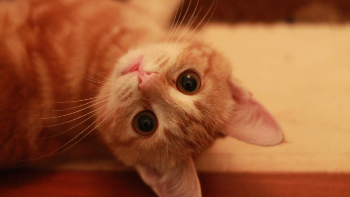 Orange cat plays dead & his 'final word' is LOL funny