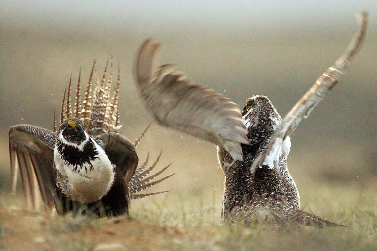 BLM announces new sage-grouse plans, draws criticism