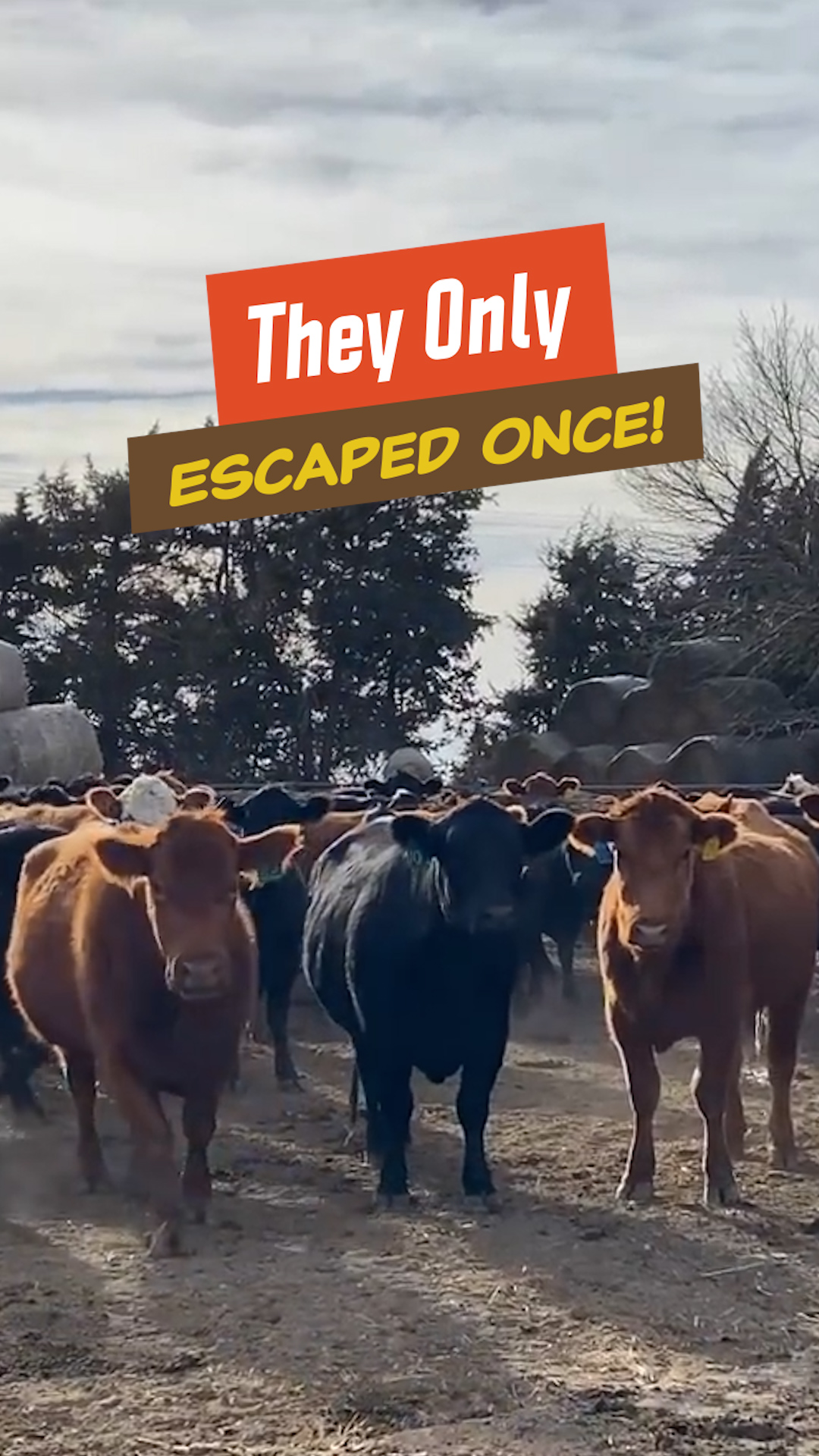 They only escaped once
