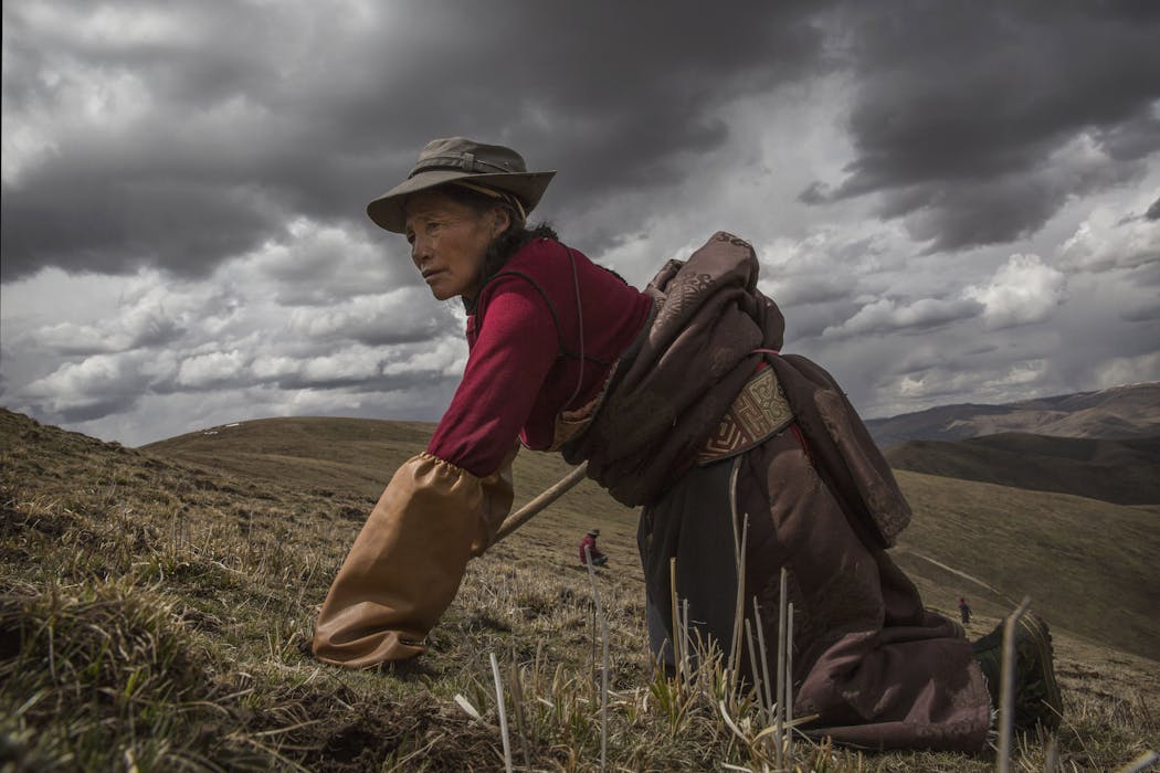 Lightning strikes make collecting a parasitic fungus prized in ...