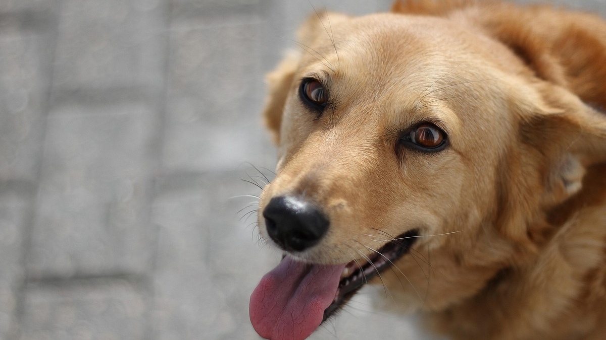 Deadly diseases in dogs that you can prevent with basic care