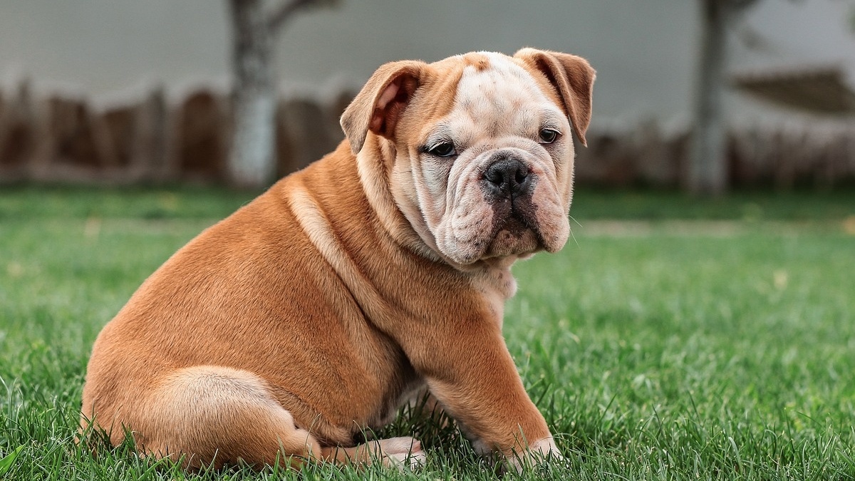 Veterinarians warn about 10 expensive dog breeds (not worth it)